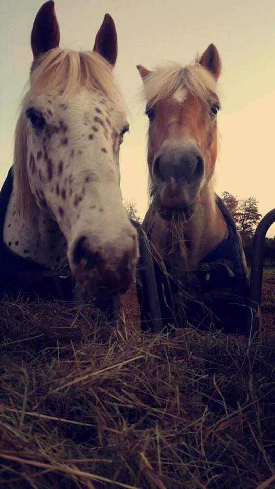 Red - Appaloosa - Gelding - Cannock Chase Trekking Centre