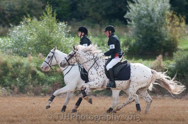 Red - Appaloosa - Gelding - Cannock Chase Trekking Centre