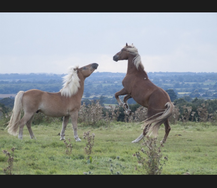 Spirit - Chestnut Welsh Section D - Cannock Chase Trekking Centre