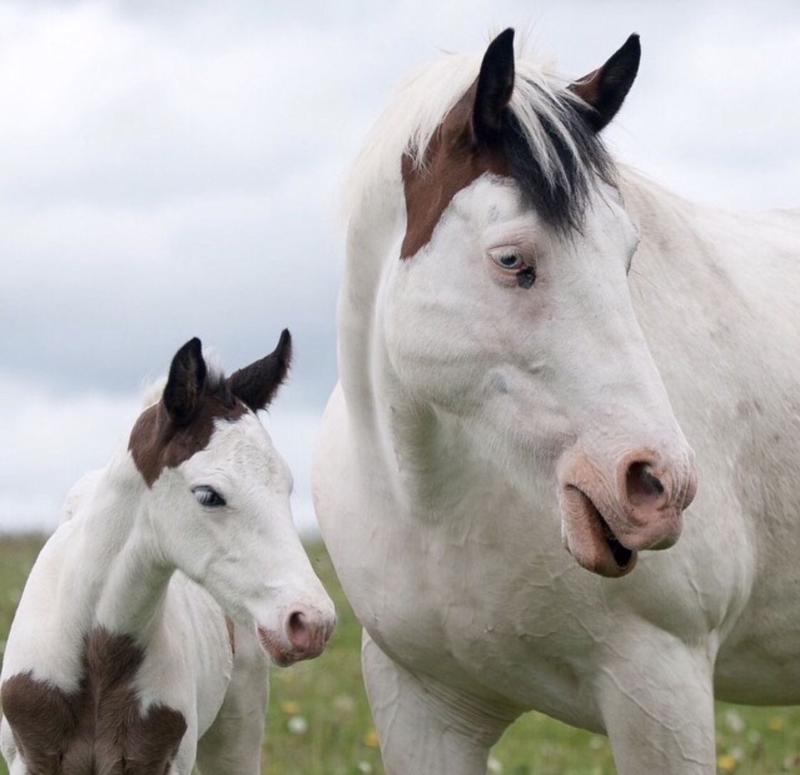 Tia - Irish Cob Cross Mare - Cannock Chase Trekking Centre