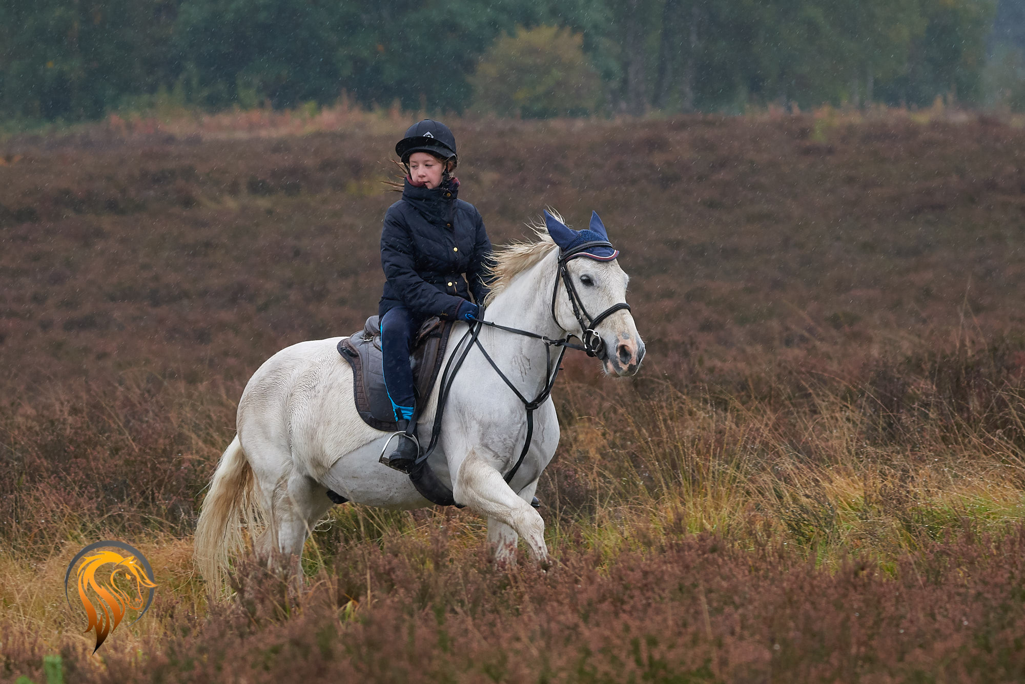 Zeus - Grey Connemara - Cannock Chase Trekking Centre