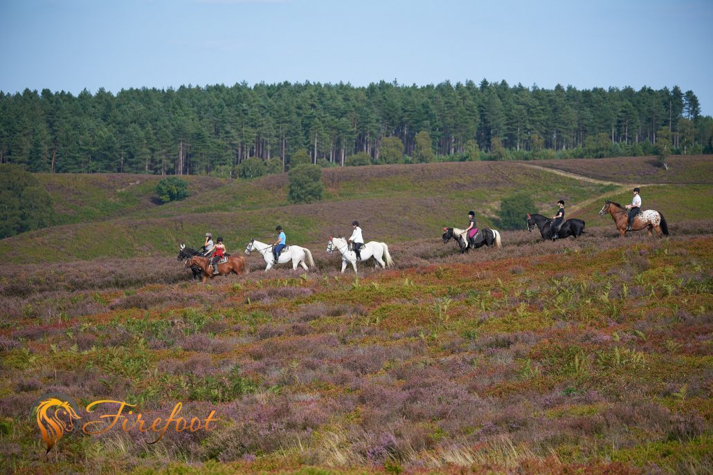 Seasons on The Chase – Cannock Chase Trekking Centre