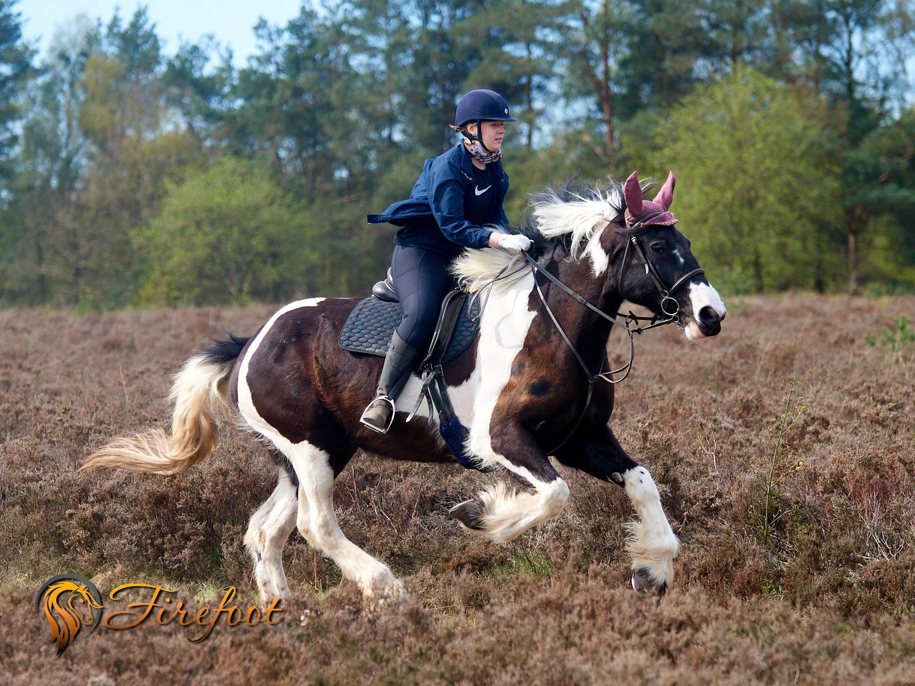 Miss Darcy – Cannock Chase Trekking Centre